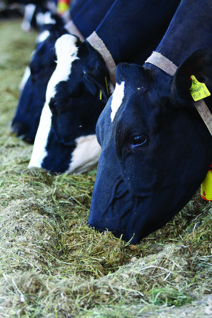 cows - Reaseheath College