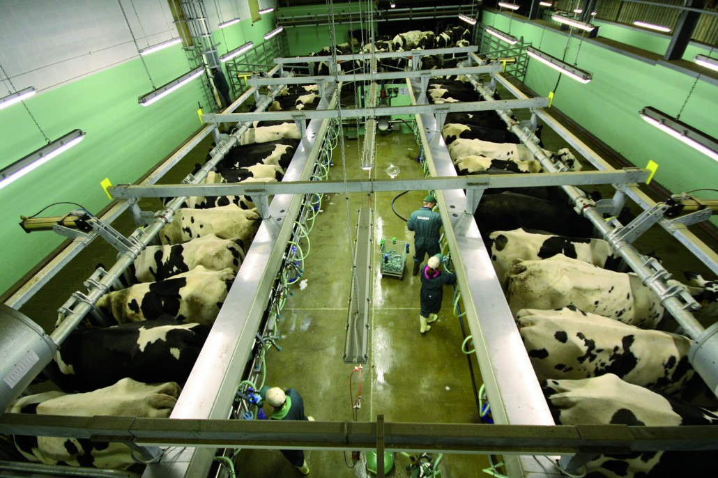 Reaseheath's milking parlour - Reaseheath College