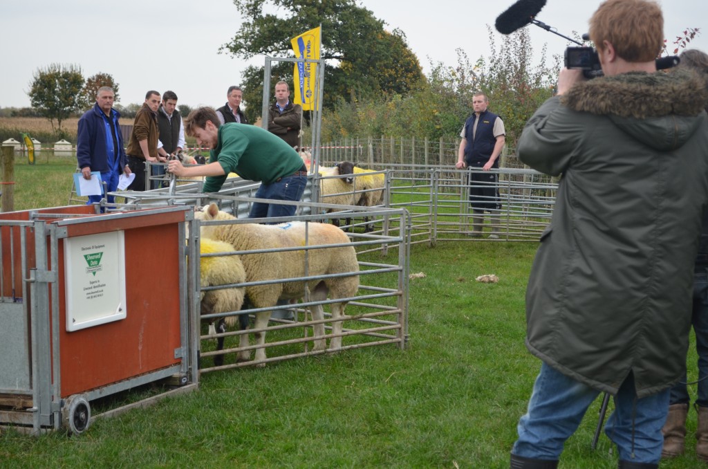 Farmers apprentice sheep task - Reaseheath College