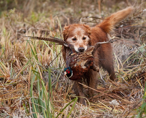 game-management-gallery-2 - Reaseheath College