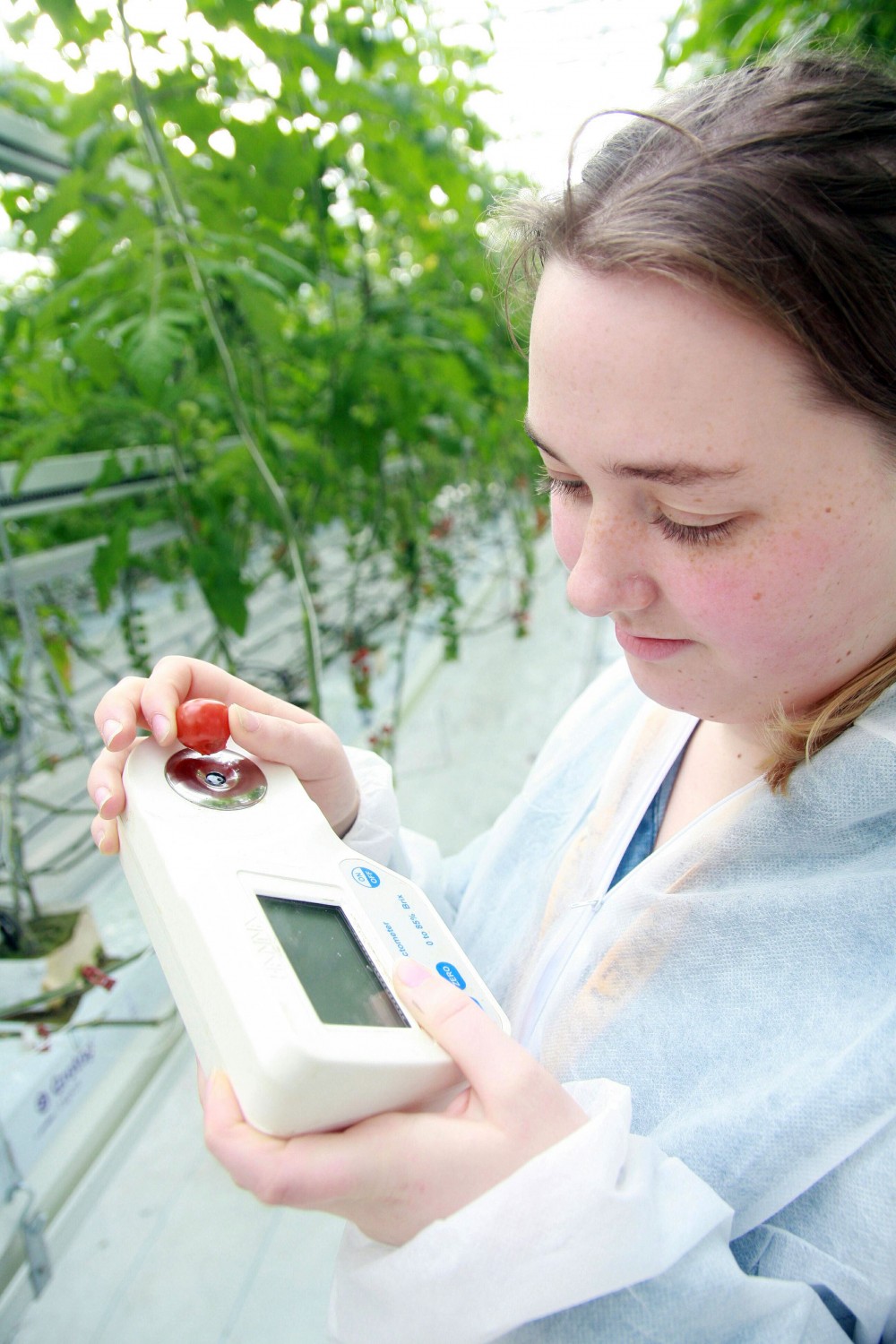 Horticulture glasshouses CHEST tomatoes - Reaseheath College