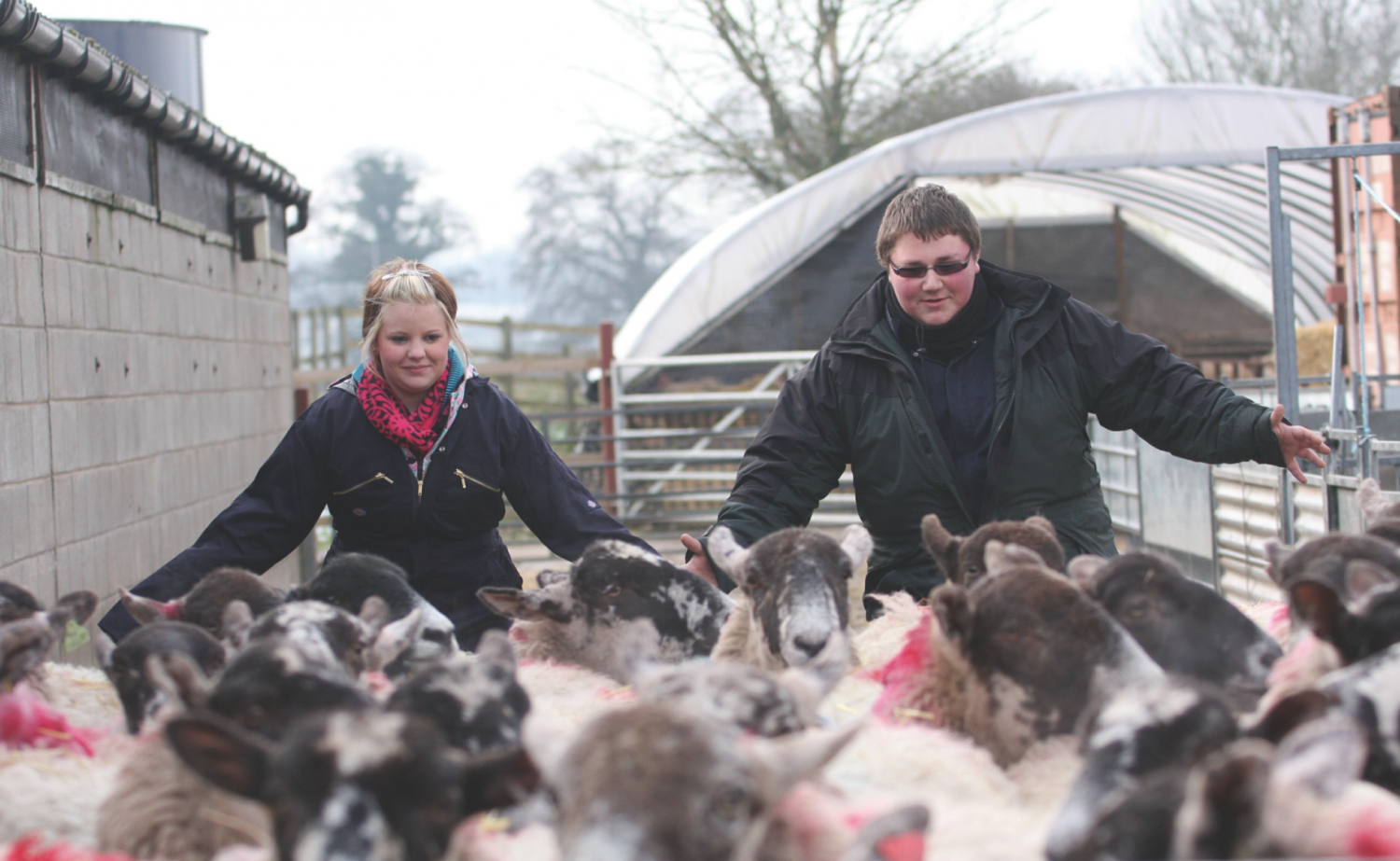 Agriculture - Sheep - Reaseheath College