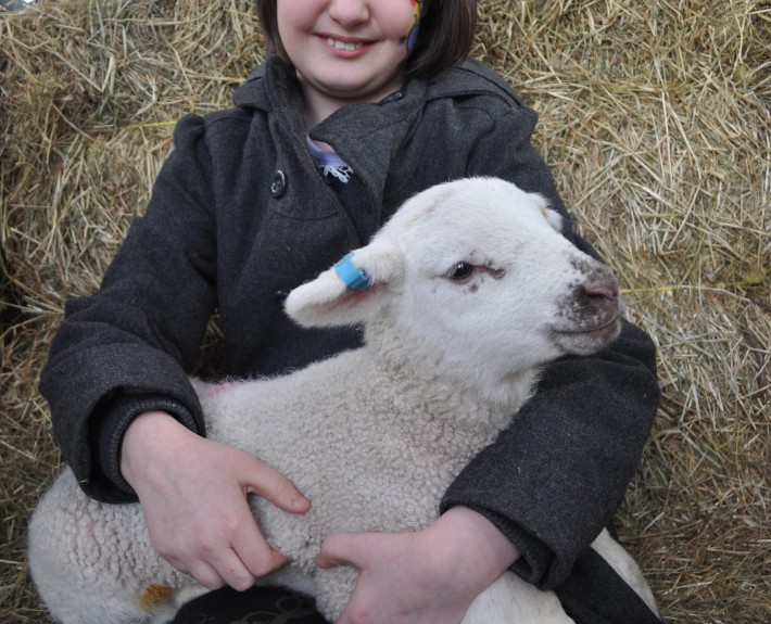 Lambs herald Spring at Reaseheath College - Reaseheath College