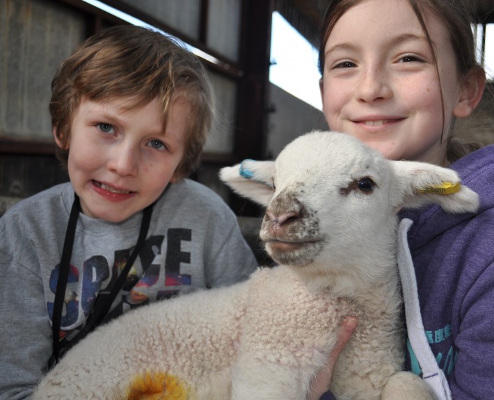 Lambs herald Spring at Reaseheath College - Reaseheath College