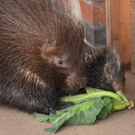Affiliated Dressage Competition Reaseheath College