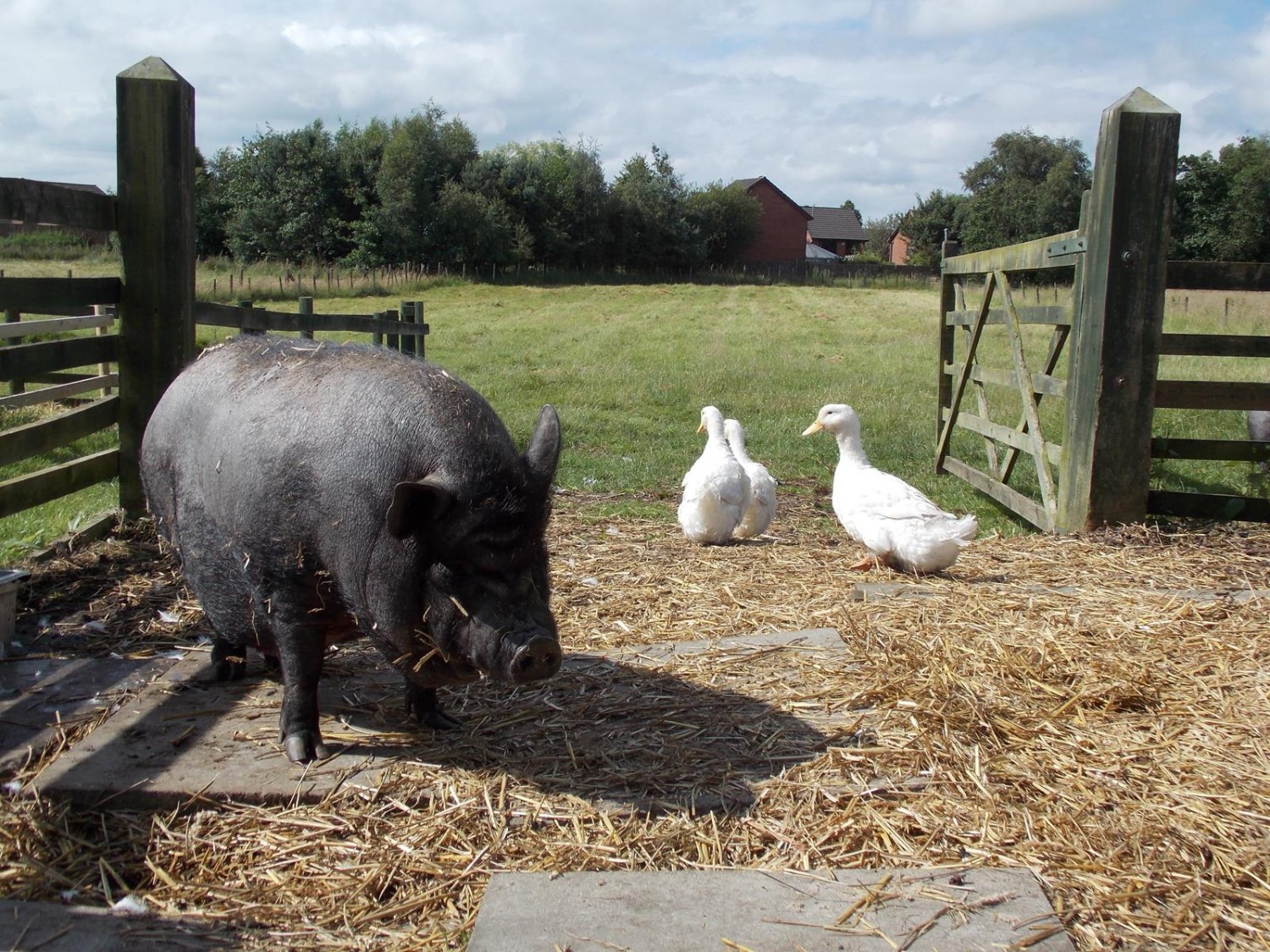 Pig and Geese - Reaseheath College