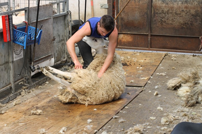 Agriculture - sheep shearing - Reaseheath College