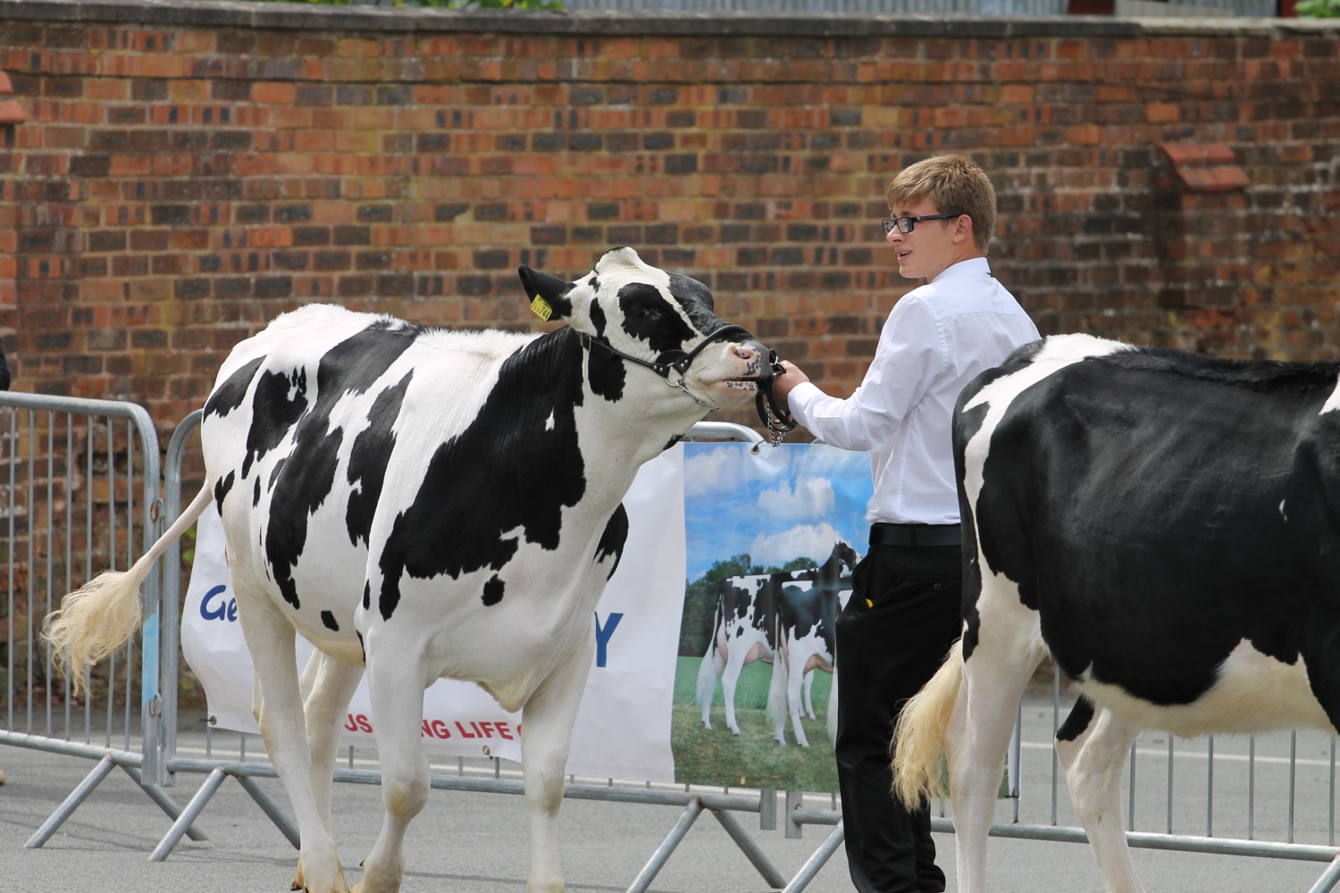 Agriculture - showing cows 1 - Reaseheath College