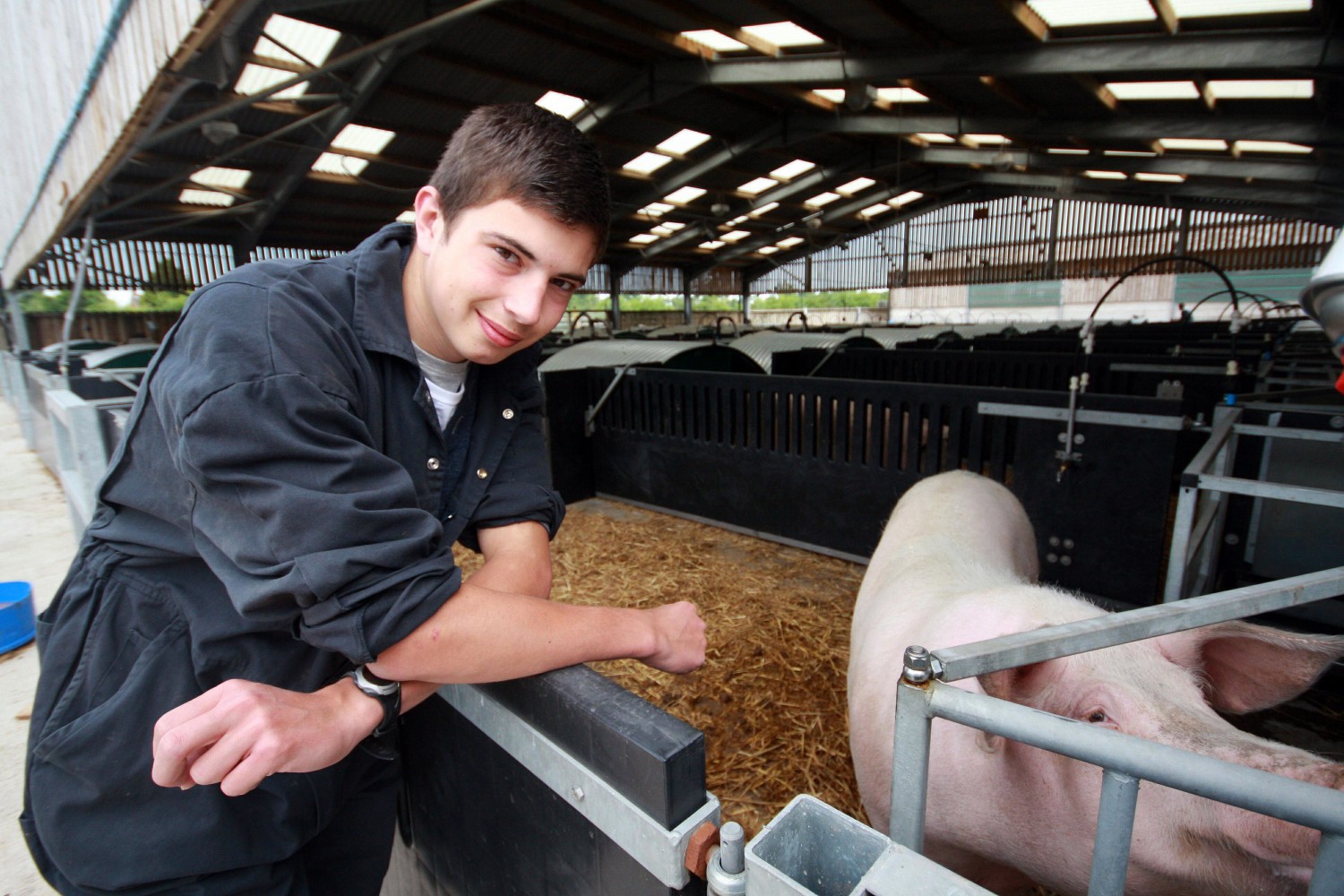 Agriculture - student with pigs - Reaseheath College