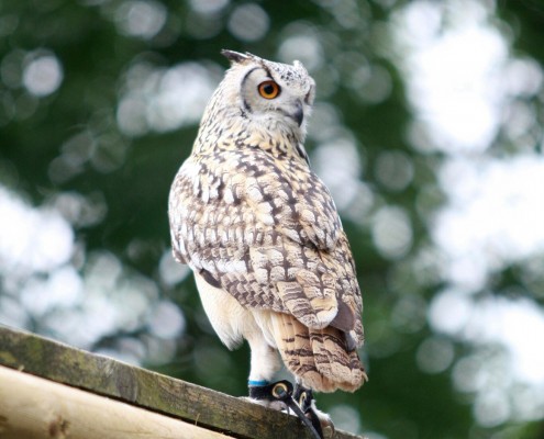 Animal Management - Reaseheath College