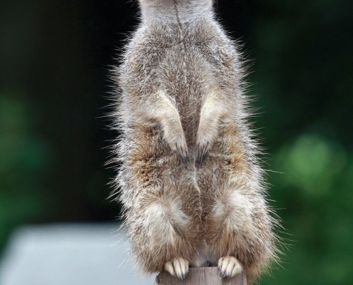 Animal Management - Reaseheath College