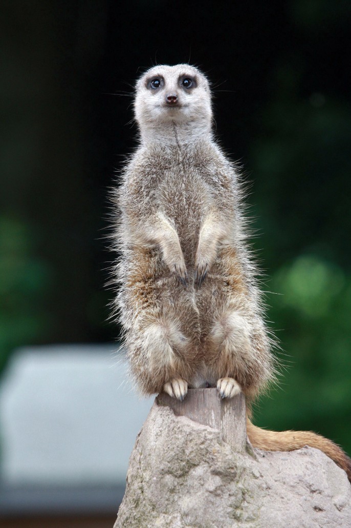 Animal Management - Reaseheath College