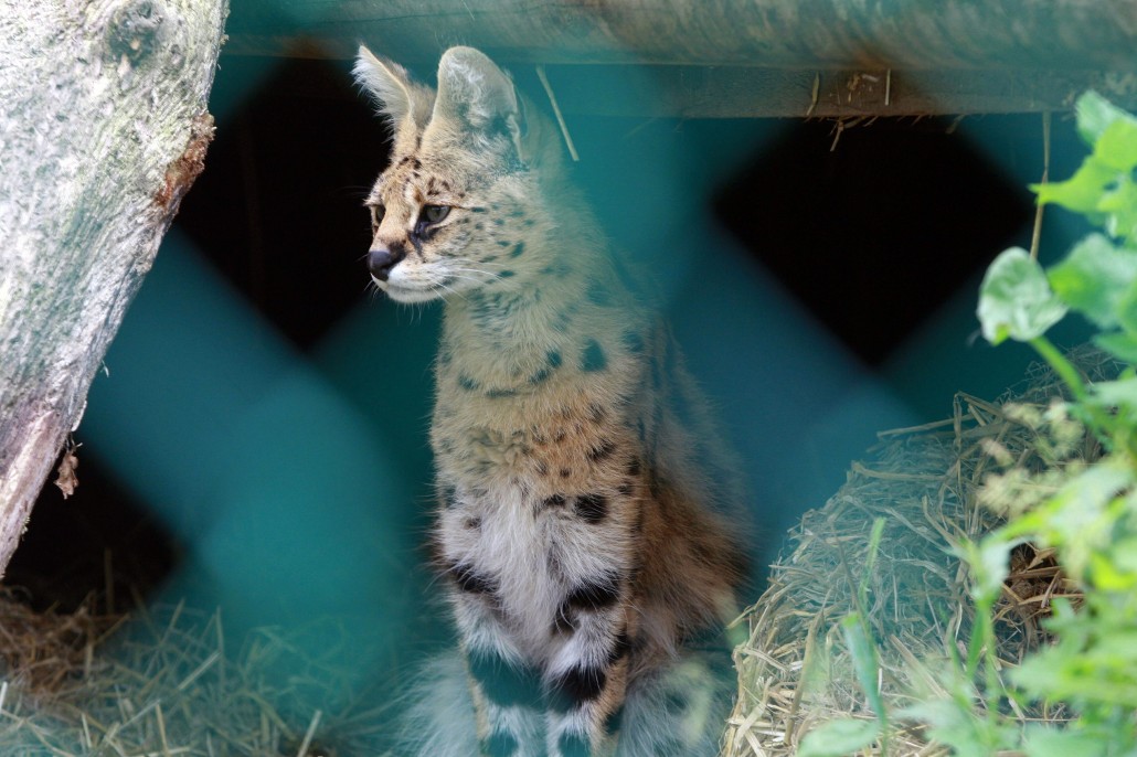 Animal Management - Reaseheath College