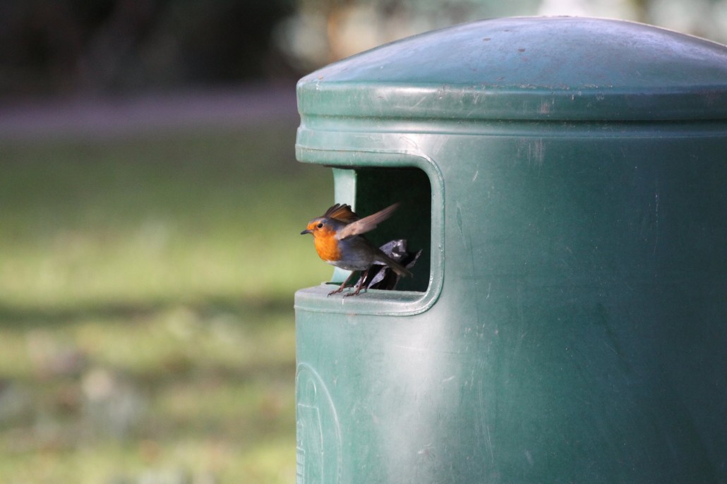 Reaseheath Bird Society Reaseheath College 9445