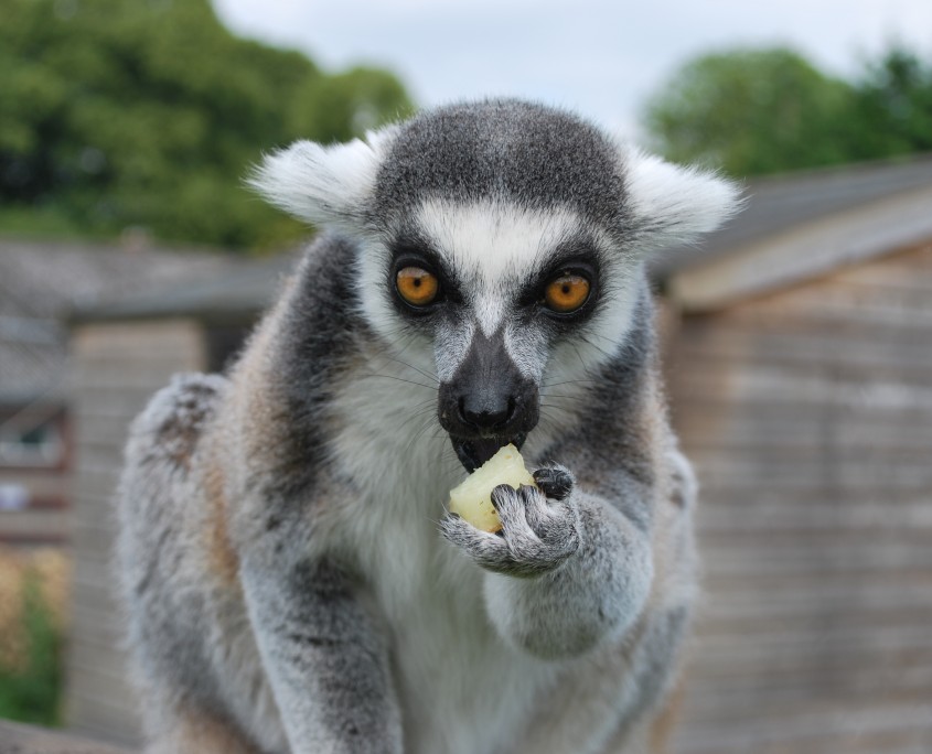 Animal Management Courses for Adult Learners - Reaseheath College