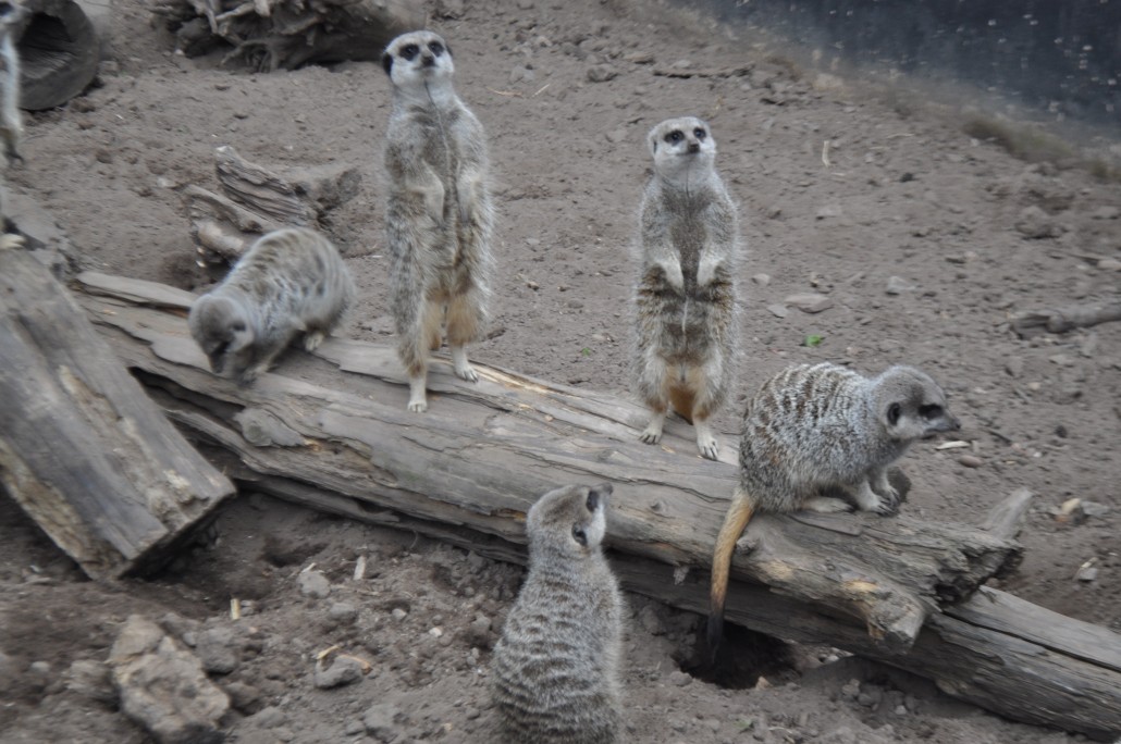 zoo meerkats - Reaseheath College