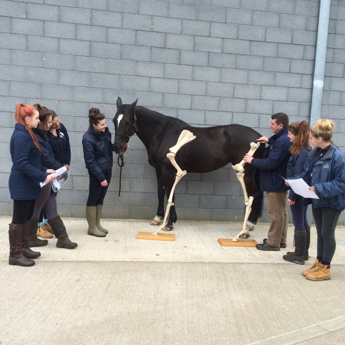 best - anatomy bones and mare - Reaseheath College