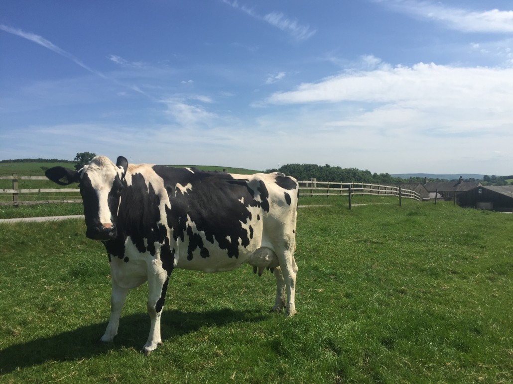 Baby the cow - Sam Moorhouse skyr - Reaseheath College