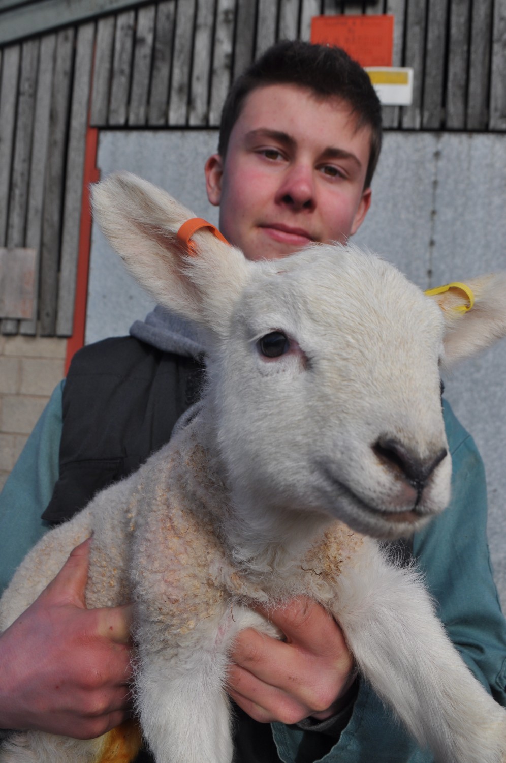 Lambs herald Spring at Reaseheath College - Reaseheath College