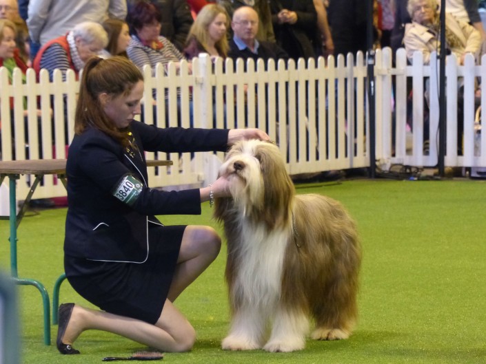 Paige and Poppy scoop Crufts title - Reaseheath College