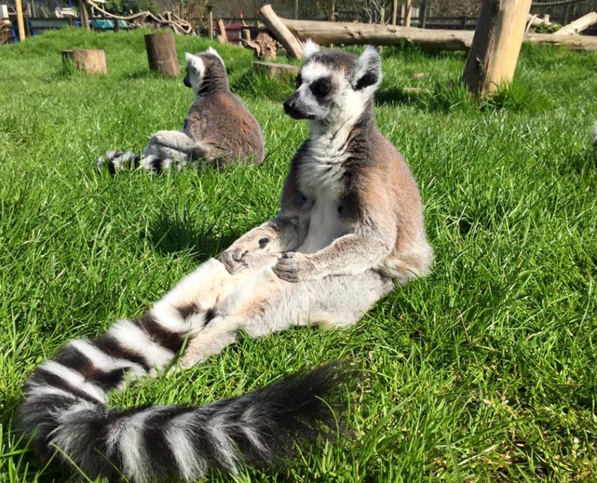 Reaseheath Mini Zoo! - Reaseheath College