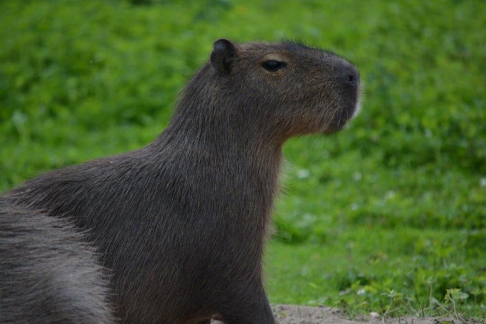Capybara - Summer - Reaseheath College