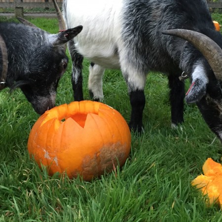 Lamb Butchery Masterclass - Reaseheath College