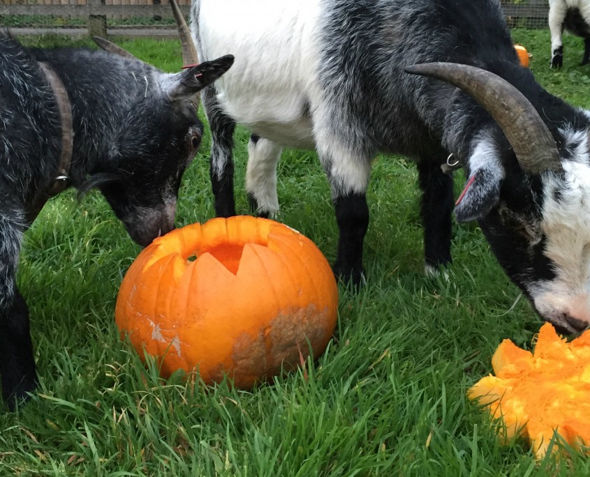 Animal Management Courses for Adult Learners - Reaseheath College