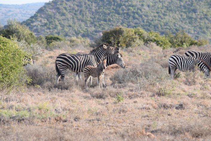 fe-animal-management-study-tour-2016_3-41 - Reaseheath College