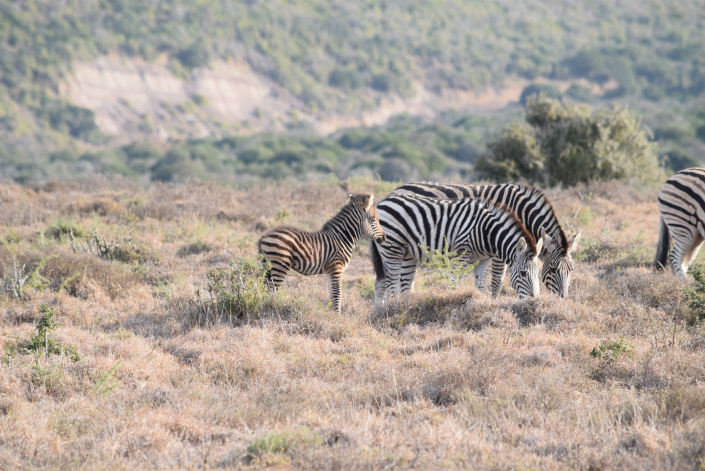 Fe Animal Management Study Tour 2016 3 49 Reaseheath College