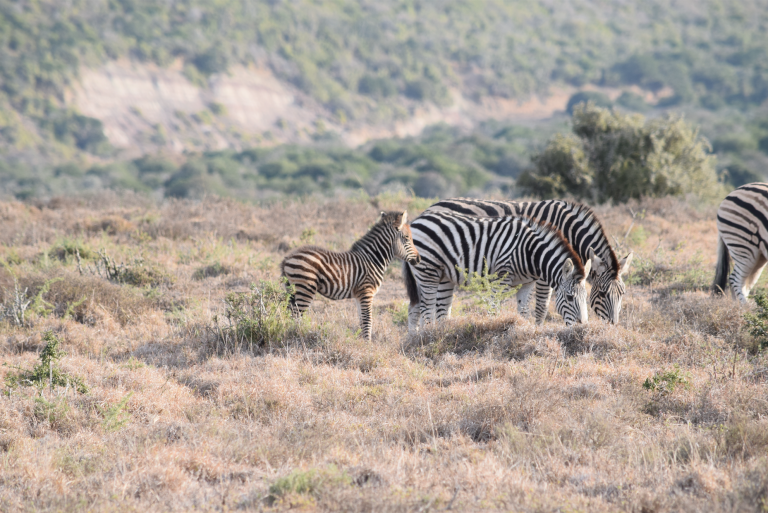 fe-animal-management-study-tour-2016_3-49 - Reaseheath College