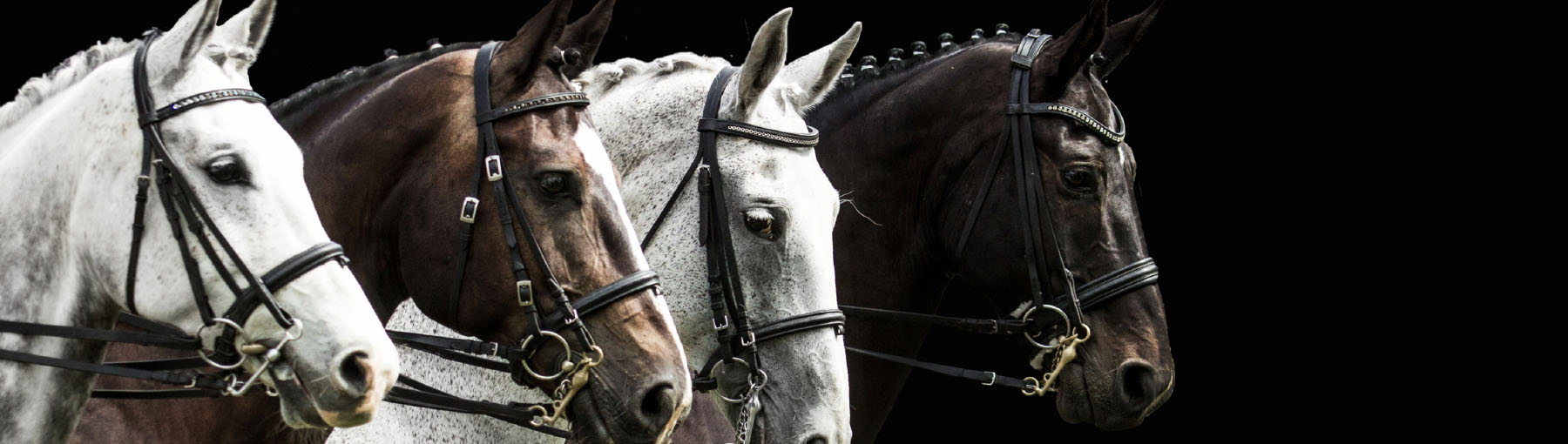 Reaseheath Equestrian Centre Competitions and Events - Reaseheath College