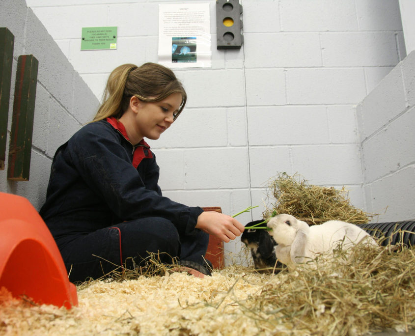 Animal Management Courses for Adult Learners - Reaseheath College