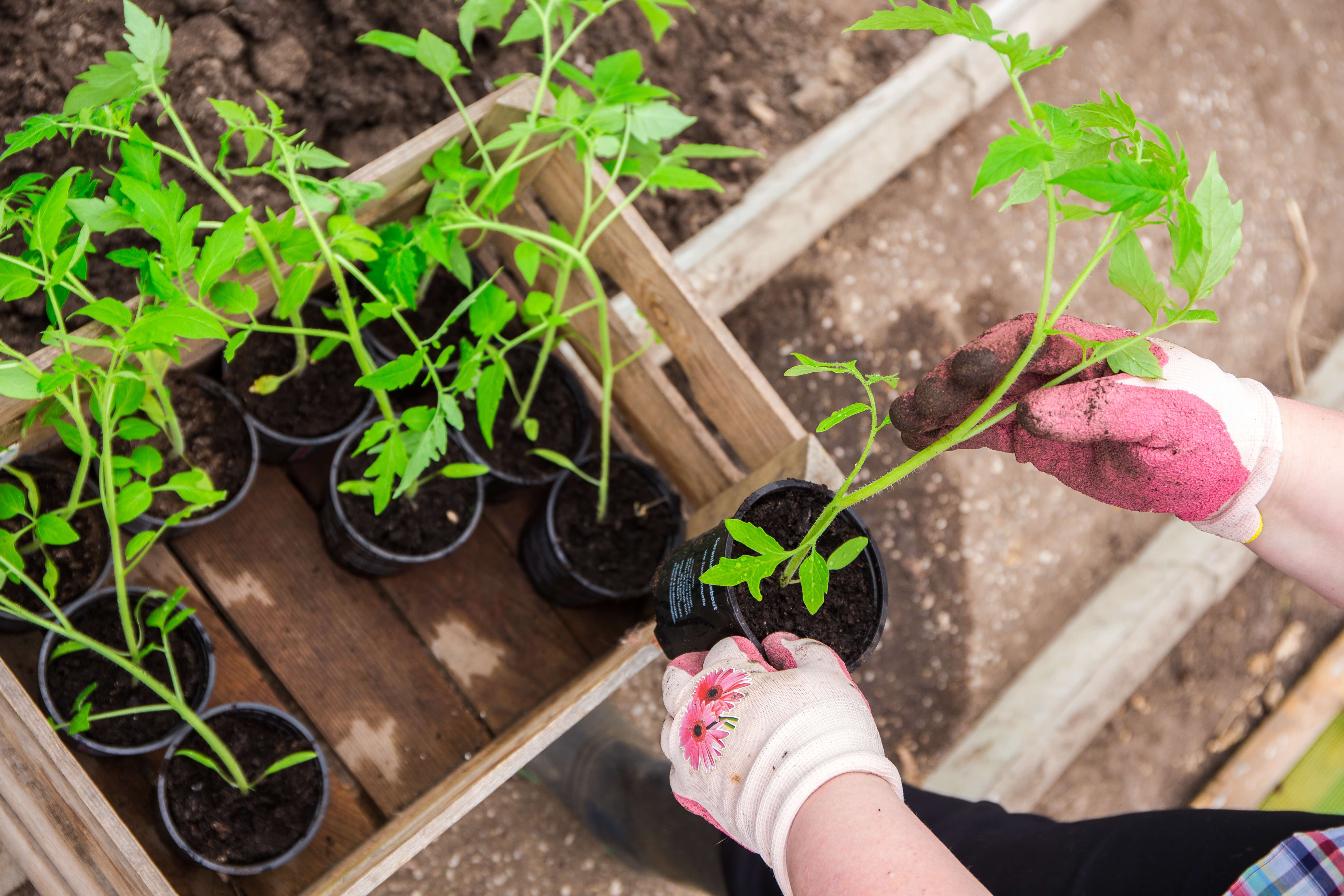 Garden Design and Plants - Reaseheath College