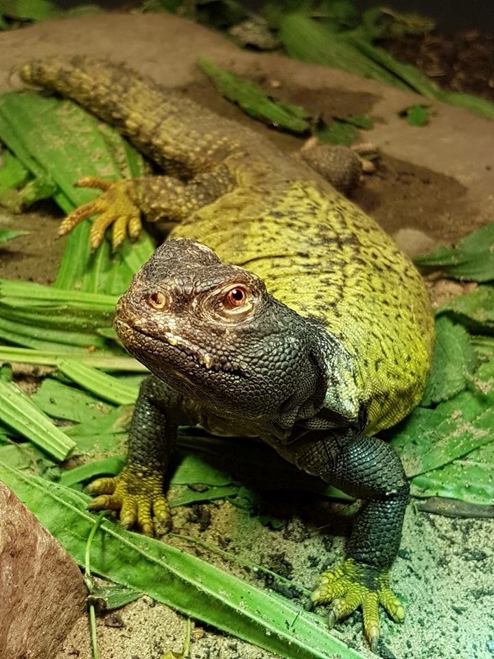 Lizard Zoo Reaseheath College