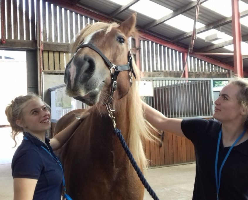 Reaseheath College raises understanding of equitation science - Reaseheath College