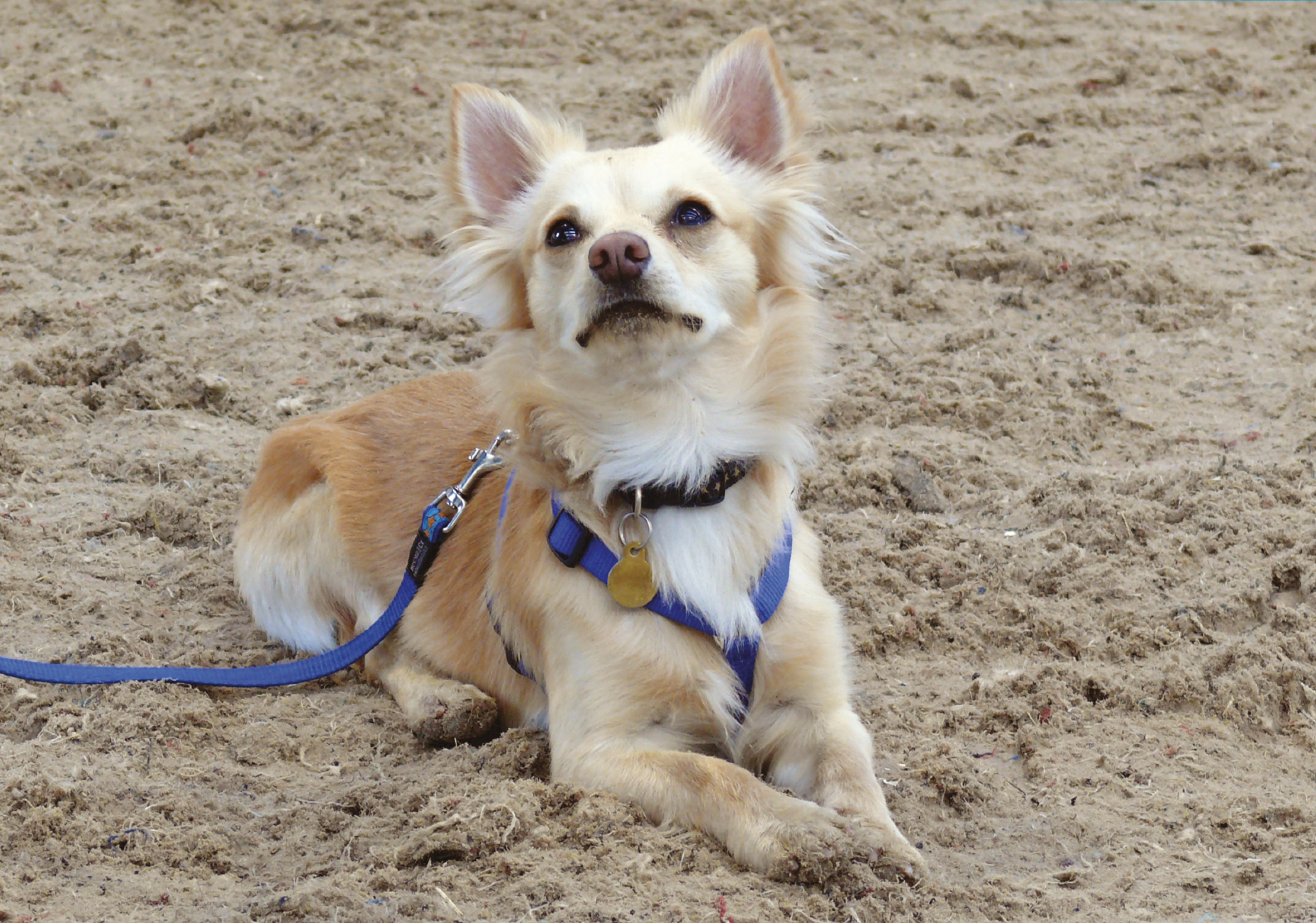 Chihuahua - Reaseheath College