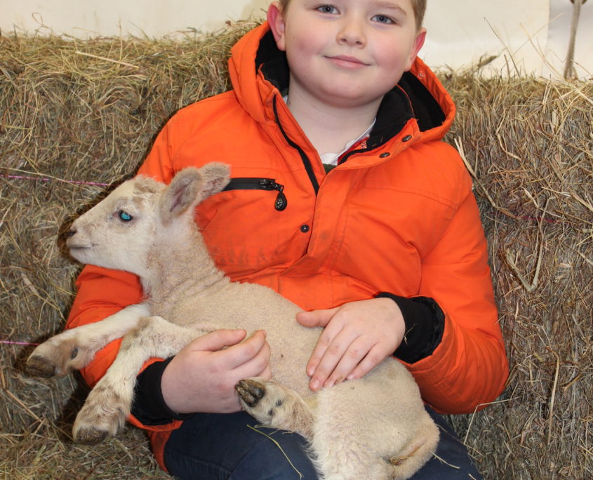 Families flock to Reaseheath Lambing Weekends - Reaseheath College