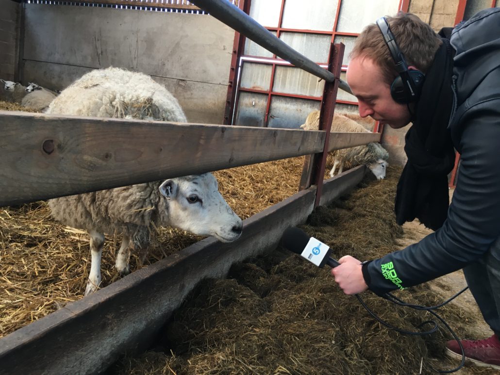 Sean Farrington and sheep - Reaseheath College