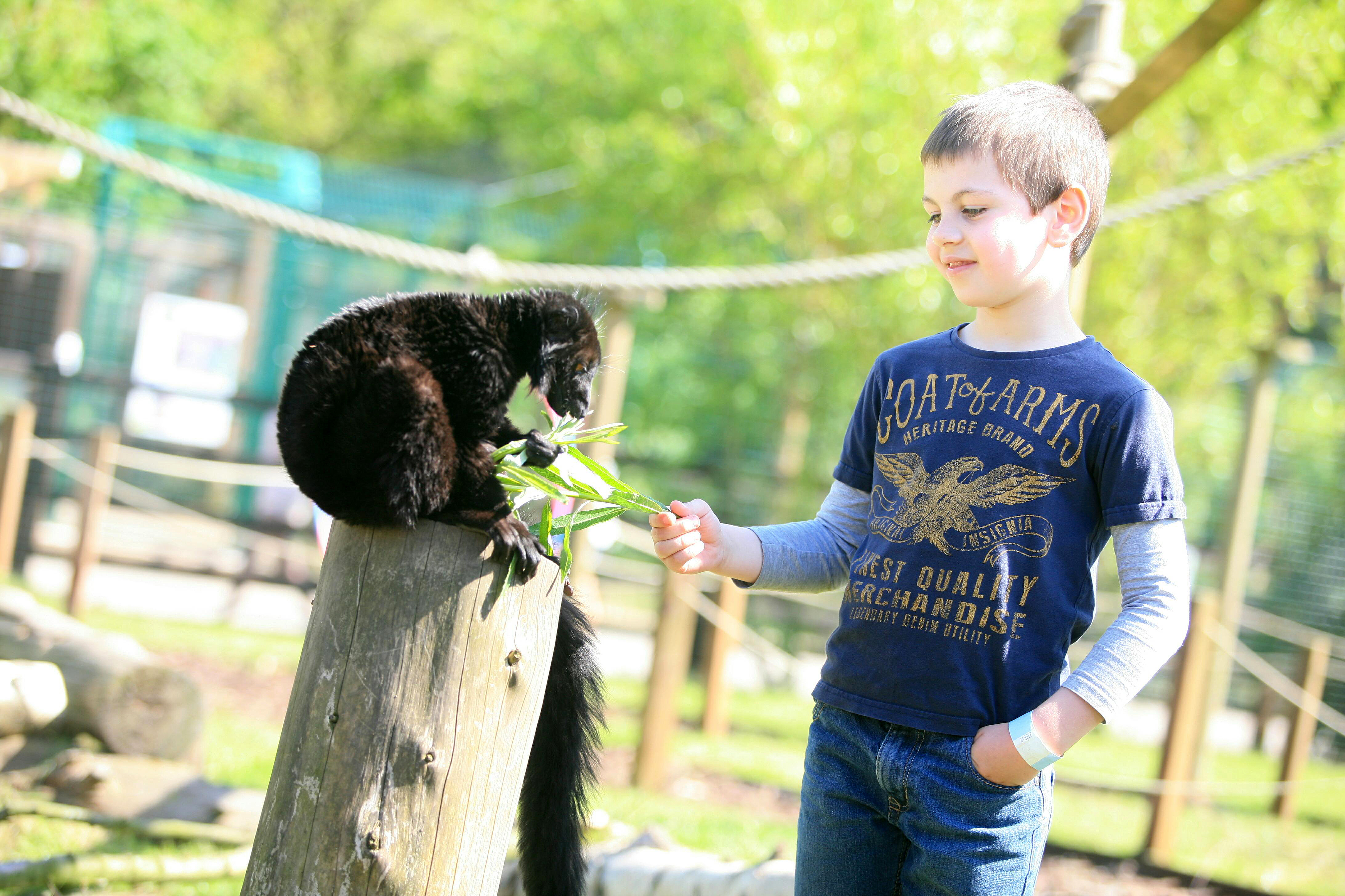 Jaffa the Lemur enjoying his luch with George Darling , 7 - Reaseheath College