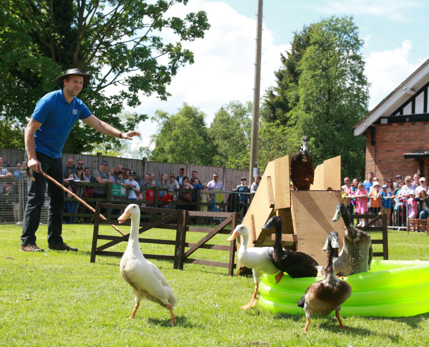 Reaseheath’s Family Festival ‘best ever’ - Reaseheath College