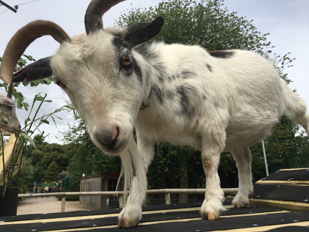 Reaseheath's Mini Zoo – 20th July – 1st September, 10am - 4pm - Reaseheath College