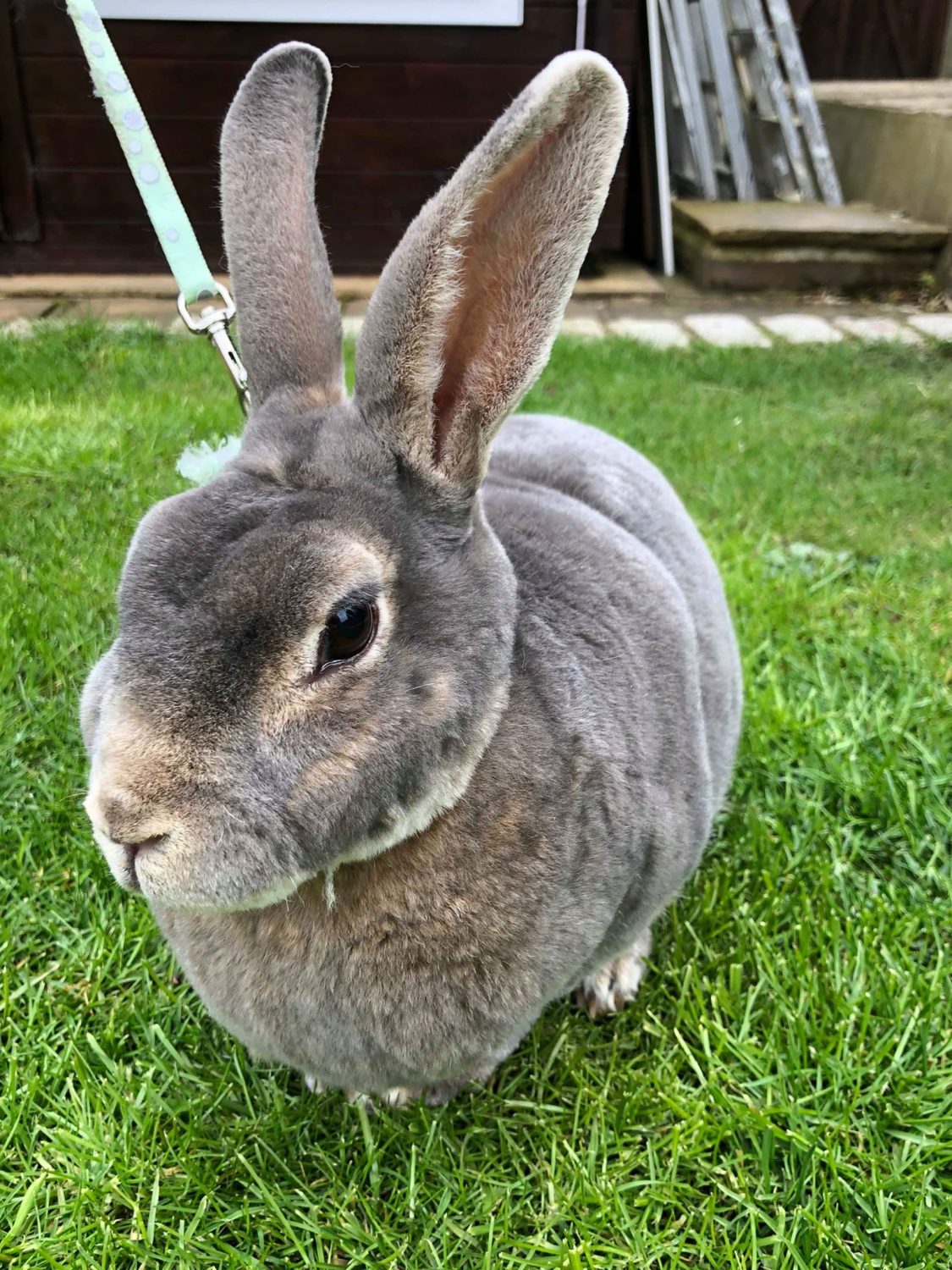 Introducing Lisa Trodden - Reaseheath College