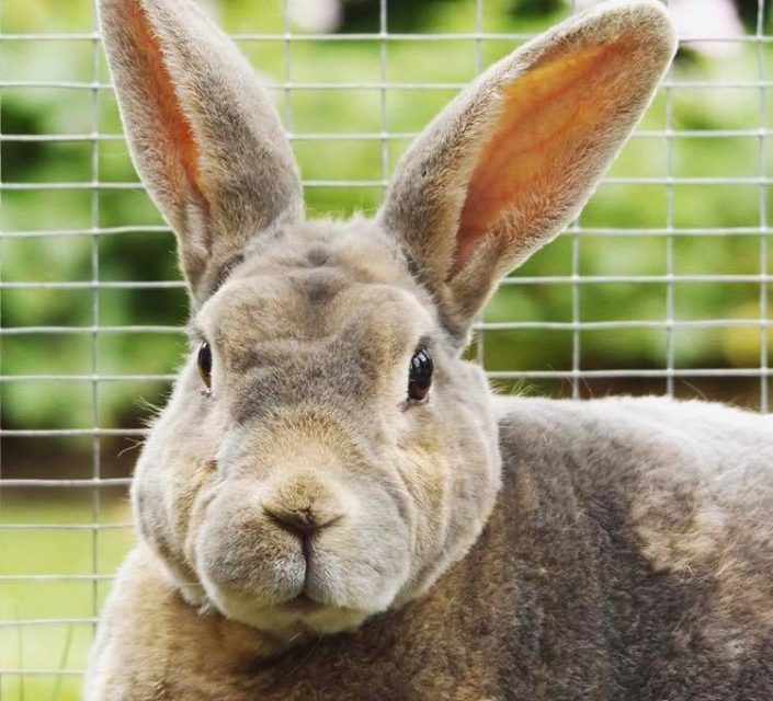 Introducing Lisa Trodden - Reaseheath College