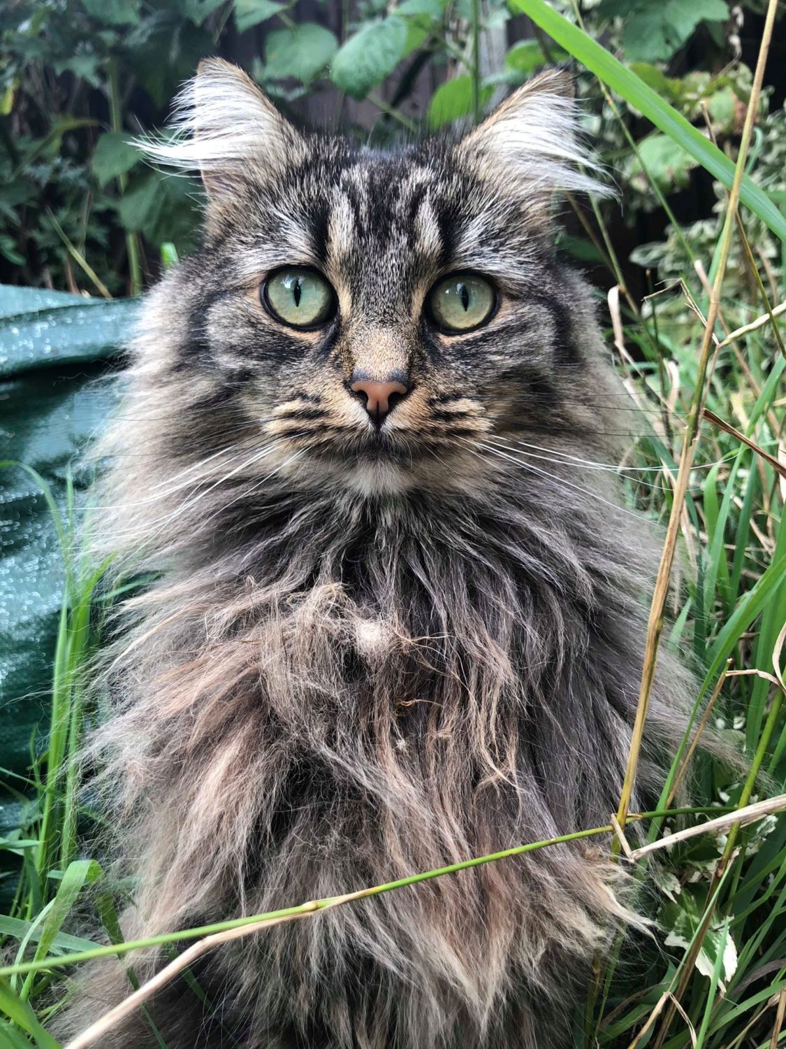 Introducing Lisa Trodden - Reaseheath College