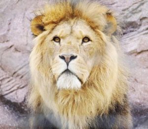 Introducing Lisa Trodden - Reaseheath College