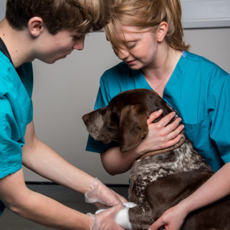 Lamb Butchery Masterclass - Reaseheath College