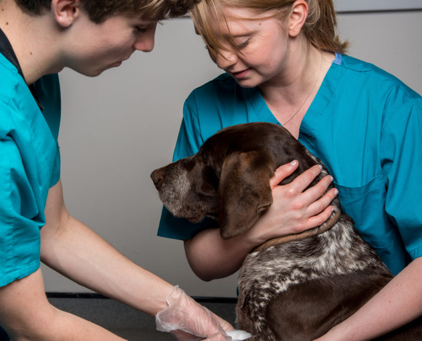 Veterinary Nursing - Reaseheath College