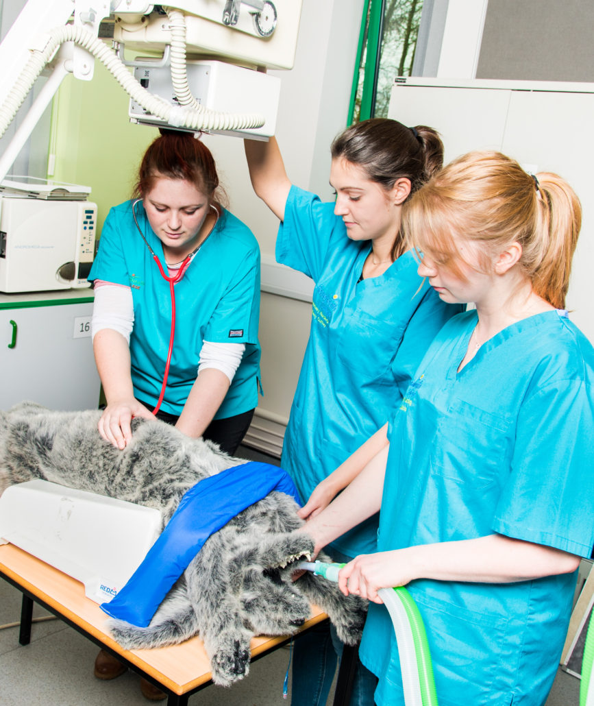Vet Nursing Dec 17 (3) - Reaseheath College