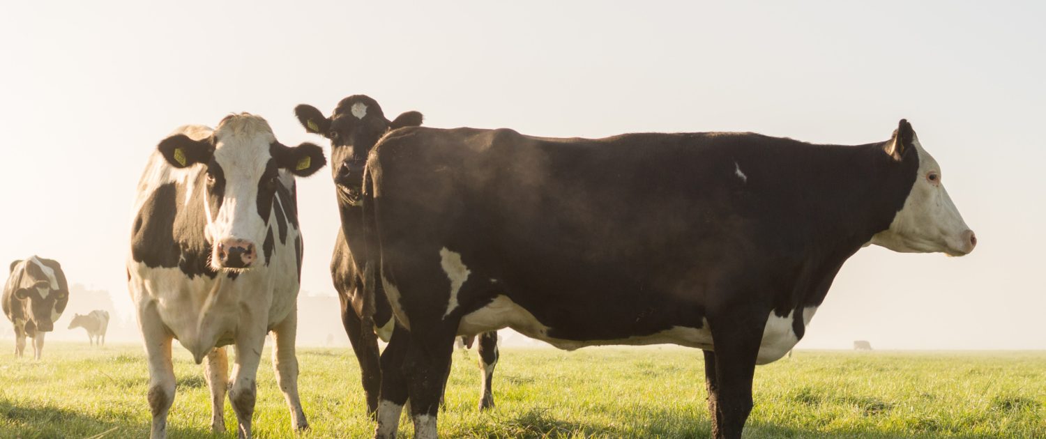 European Innovation Project Seeks to Improve Sustainability and Efficiencies of UK Dairy Farms ...